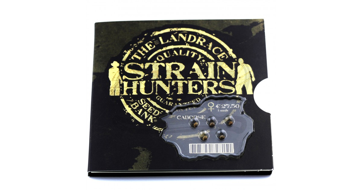 Caboose Feminised от Strain Hunters Seed Bank купить в Украине в ...